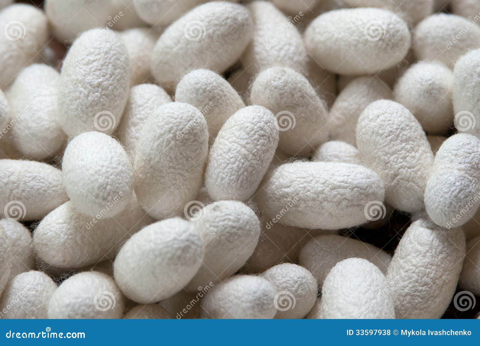 Silkworm Cocoon stock photo. Image of silkworm, thailand - 33597938
