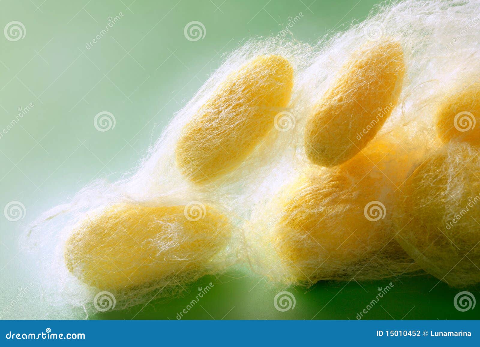 Silkworm Cocoon Many on Silk Worm Net Stock Photo - Image of larva ...