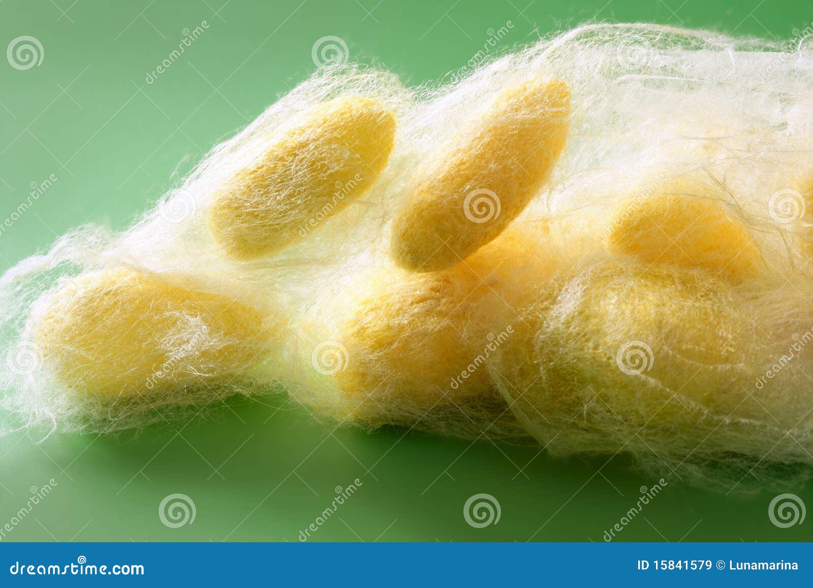 Silkworm Cocoon Many on Silk Worm Net Stock Image - Image of pattern ...
