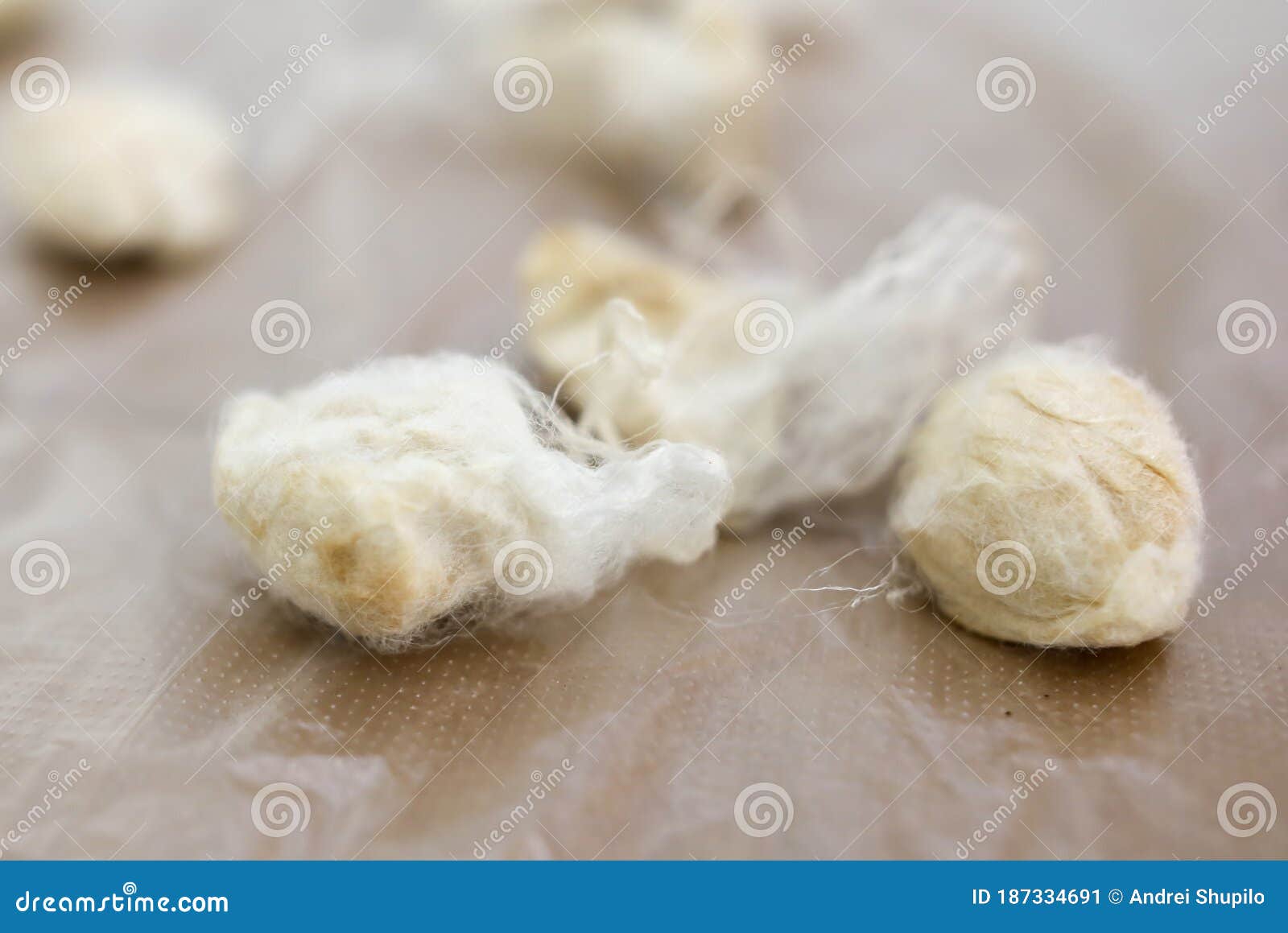 Silkworm Cocoon in Silk Threads Stock Image - Image of cloth, textile ...
