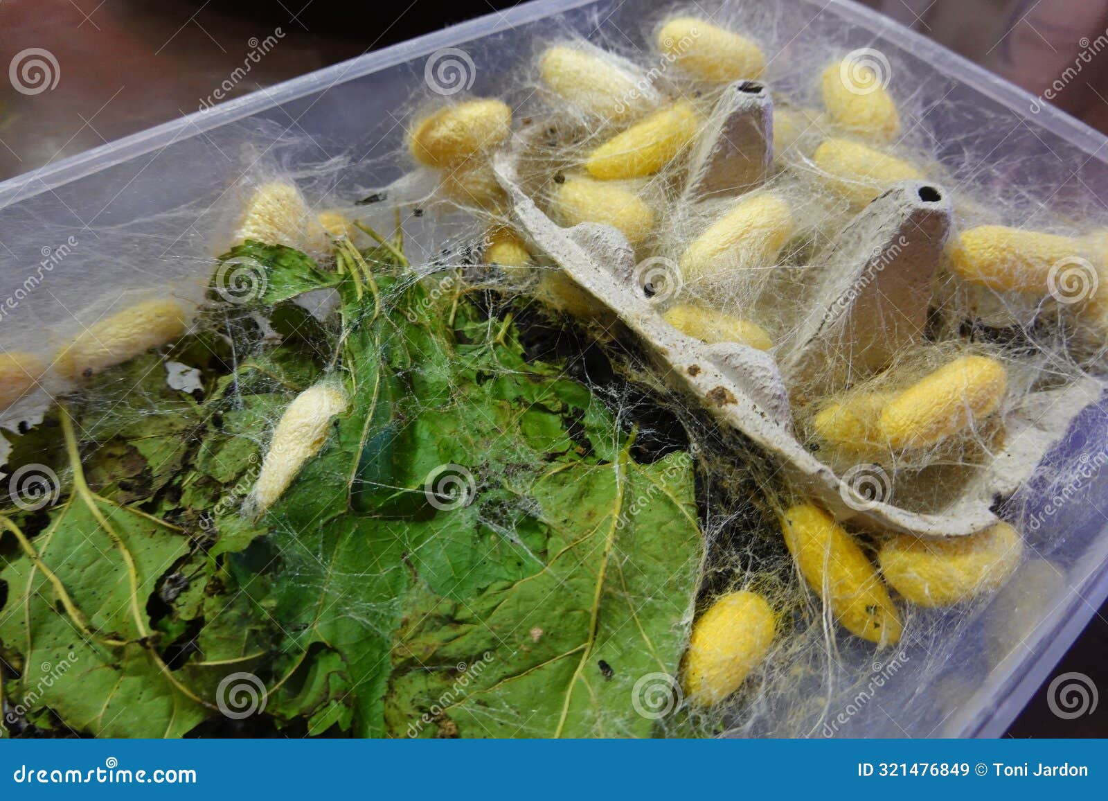 Silkworm Cocoon Stage at Home. Silkworm Cocoons on Container and on ...