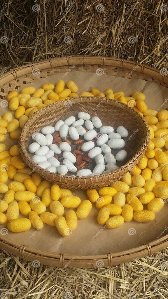 Silkworm cocoon stock image. Image of straw, cocoon, whitecocoon - 70093617