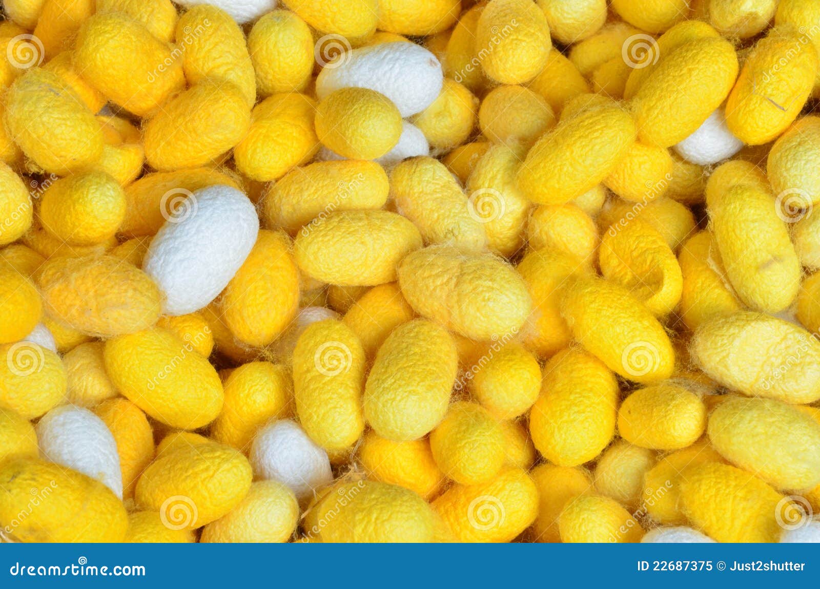 Yellow Silk Cocoon Among White Cocoons Background Royalty-Free Stock ...