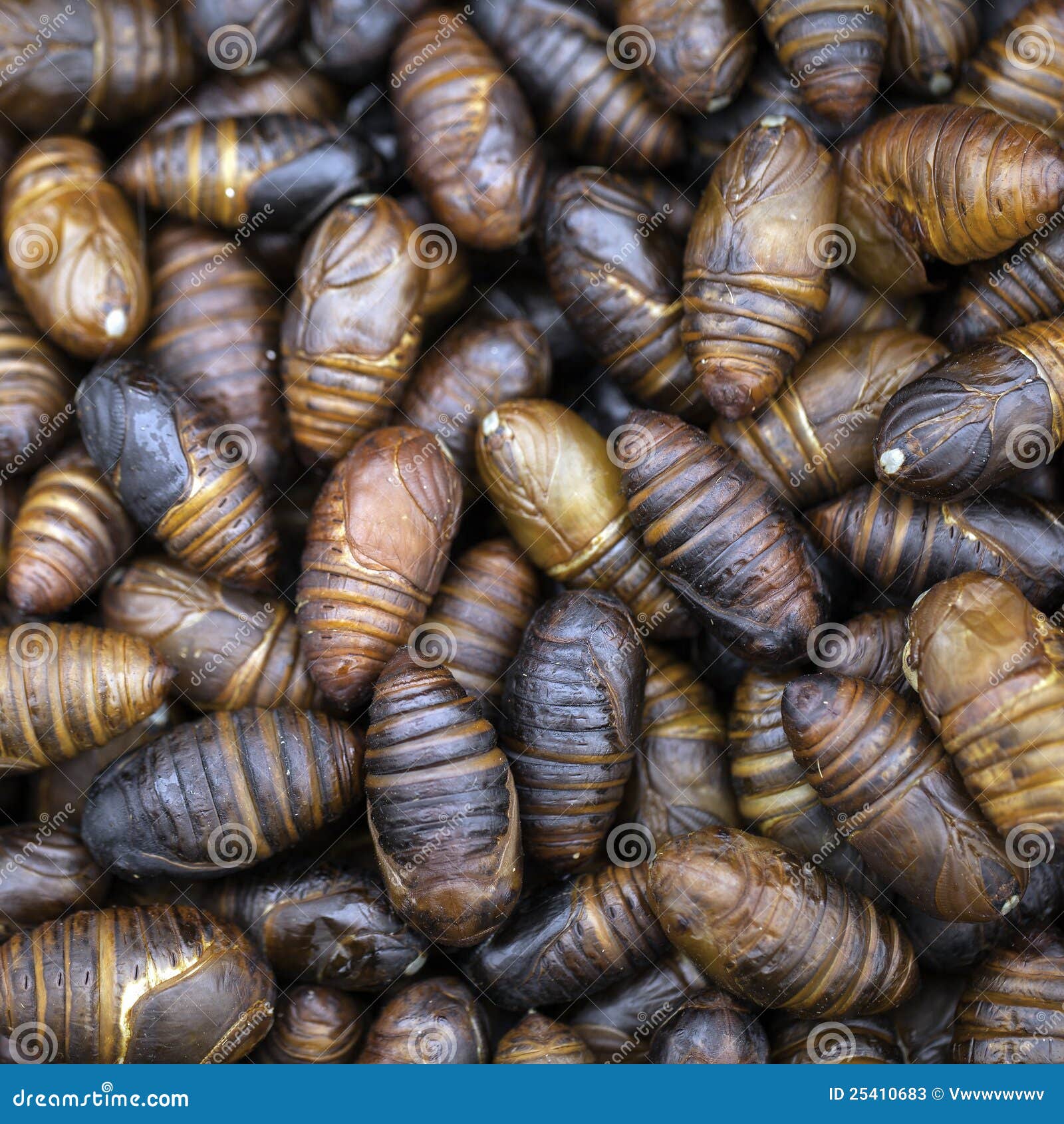 Silkworm cocoons stock image. Image of cocoons, food - 25410683