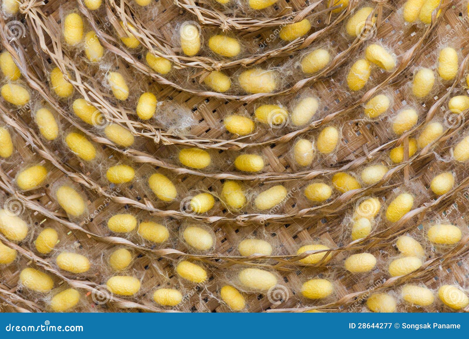 Silkworm cocoons stock image. Image of group, fiber, delicate - 28644277