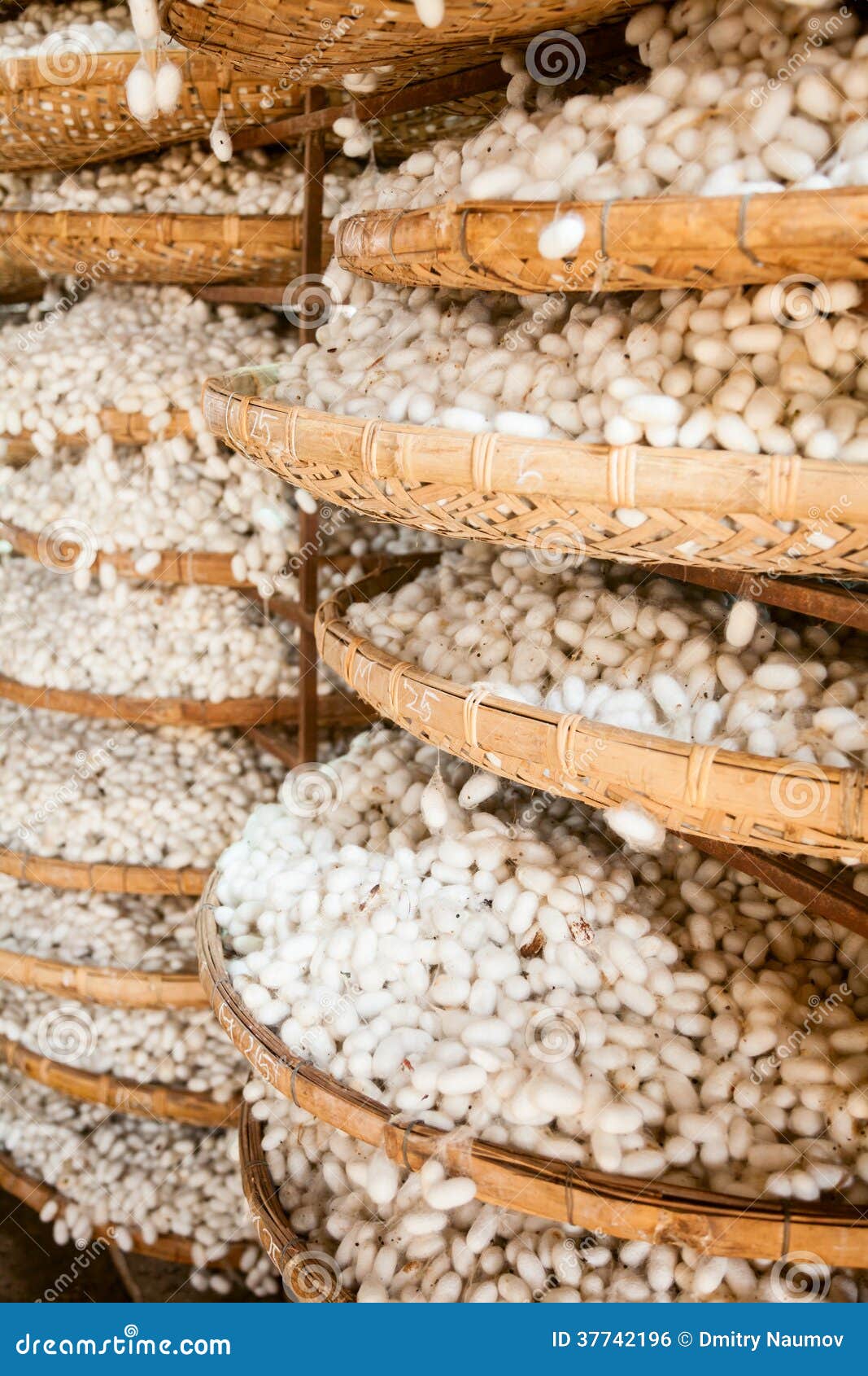 Silkworm cocoons stock photo. Image of silk, fiber, production - 37742196