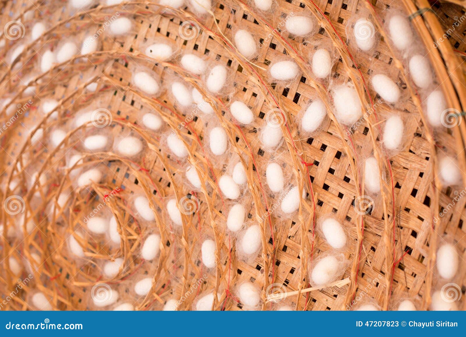 Silkworm cocoons nests stock image. Image of worm, material - 47207823