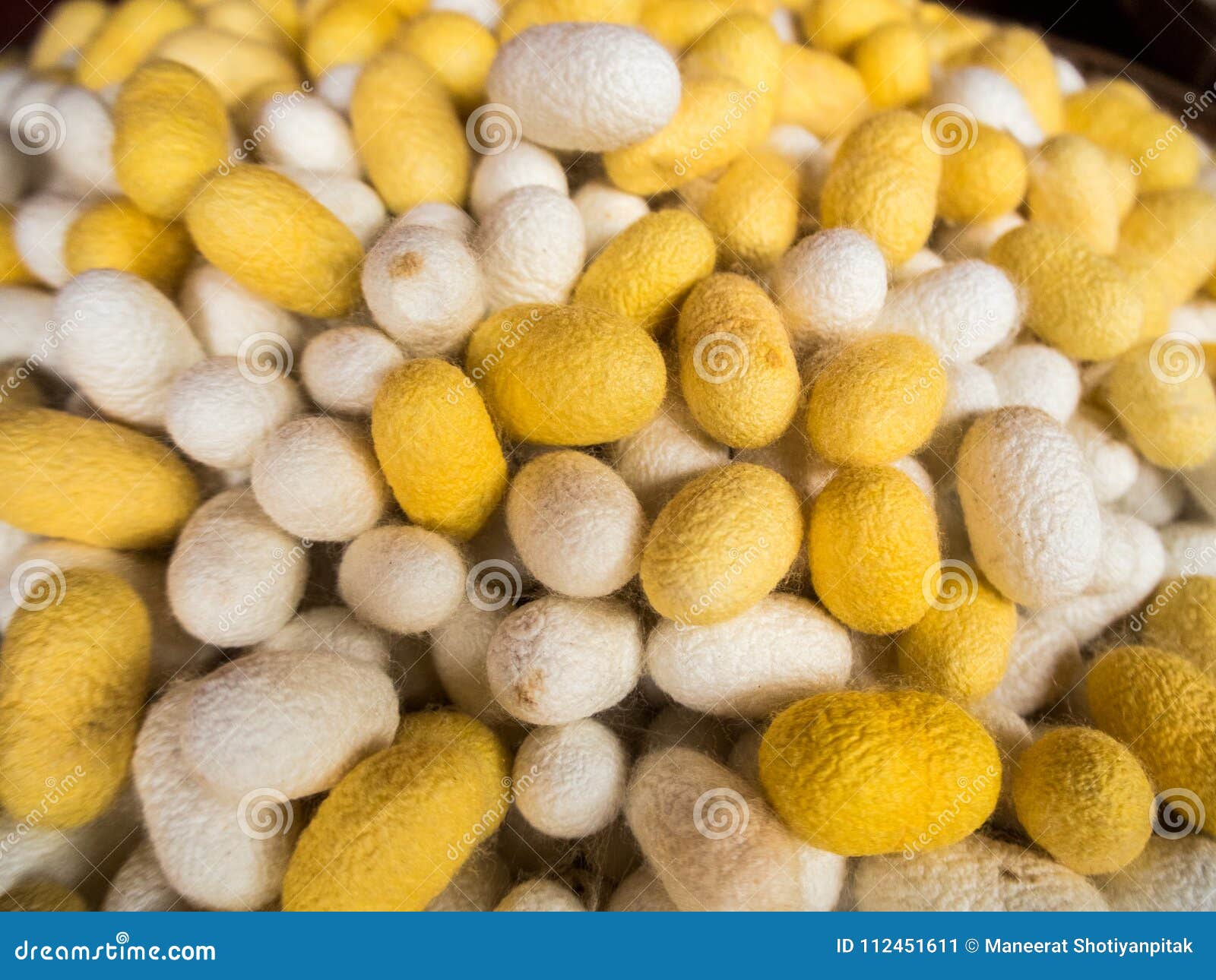 Silkworm Cocoons Shell, Source of Silk Thread and Silk Fabric Stock ...