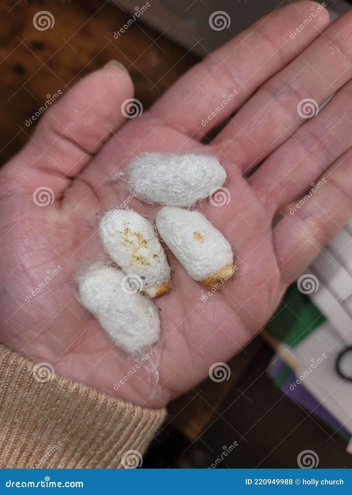 Silkworm cocoons silk moth stock photo. Image of silk - 220949988