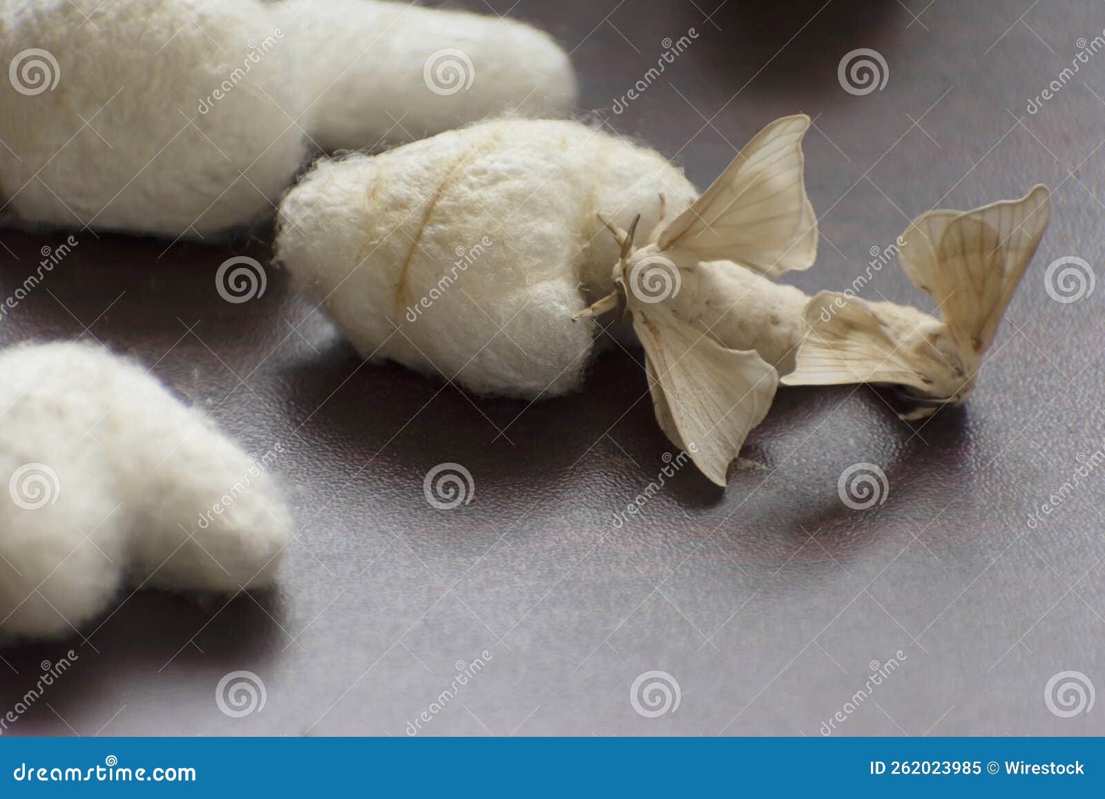 Silkworm Cocoons and Worm Moth and Mating Flies Outside of Cocoon Shell Stock Image - Image of ...