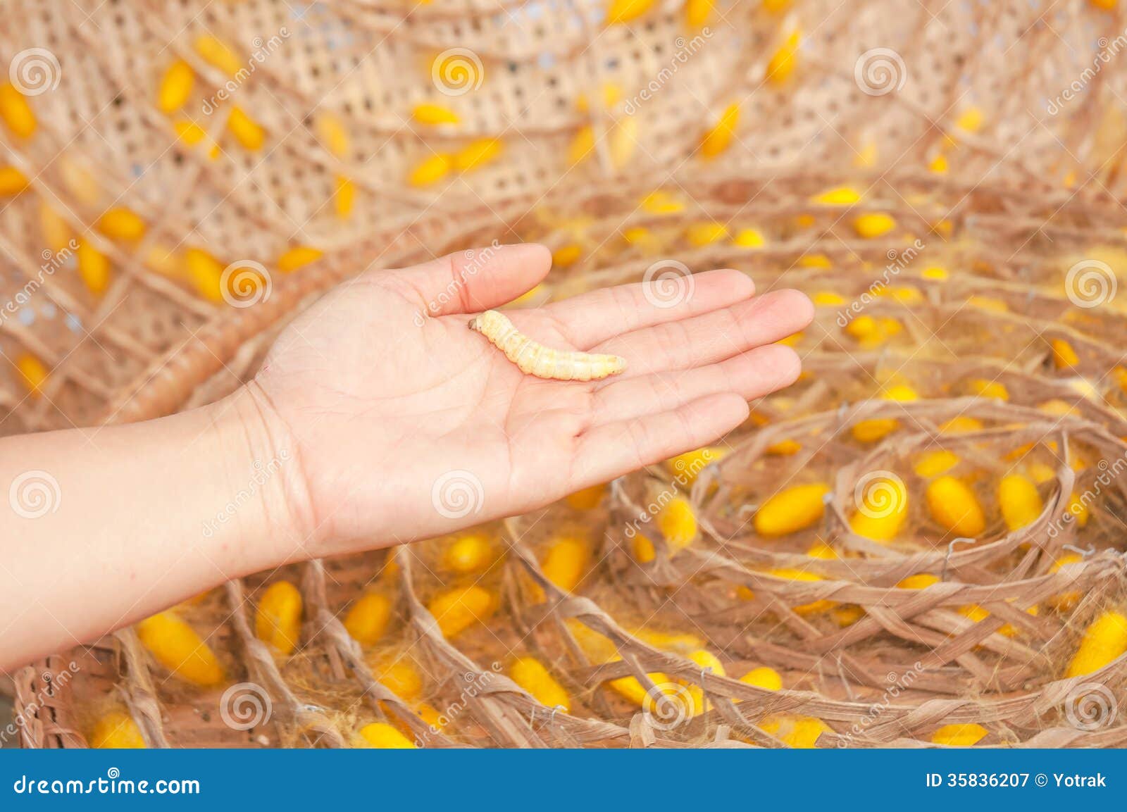 Silkworm larvae on hand stock image. Image of sericulture - 35836207
