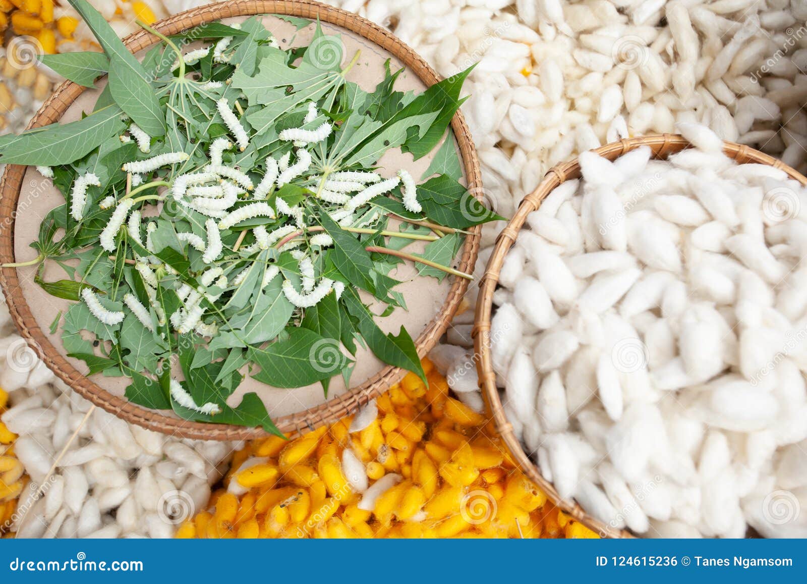 Silkworm Larvae and Silkworm Eggs in Wicker Basket. the First St Stock ...