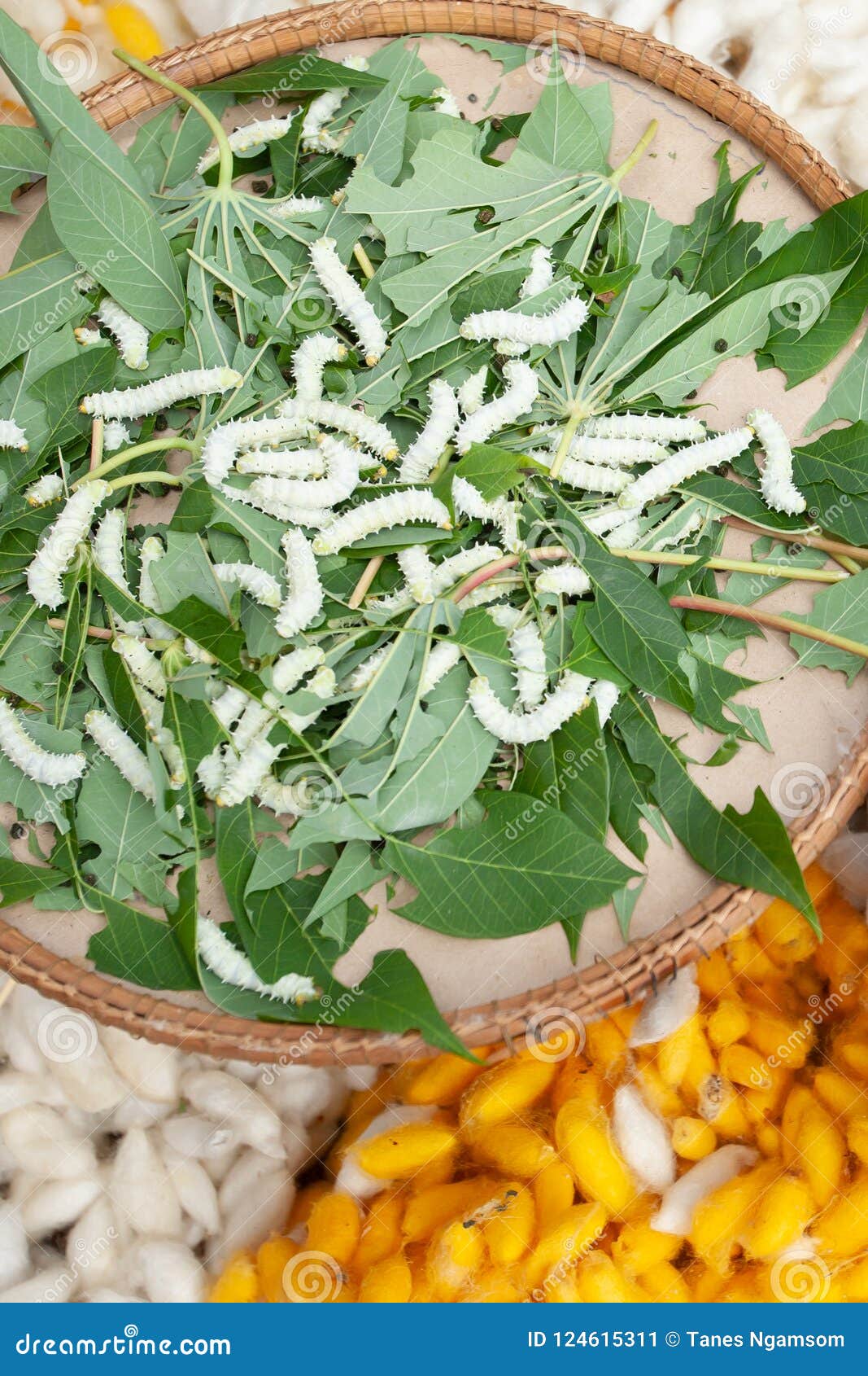 Silkworm Larvae and Silkworm Eggs in Wicker Basket. the First St Stock ...