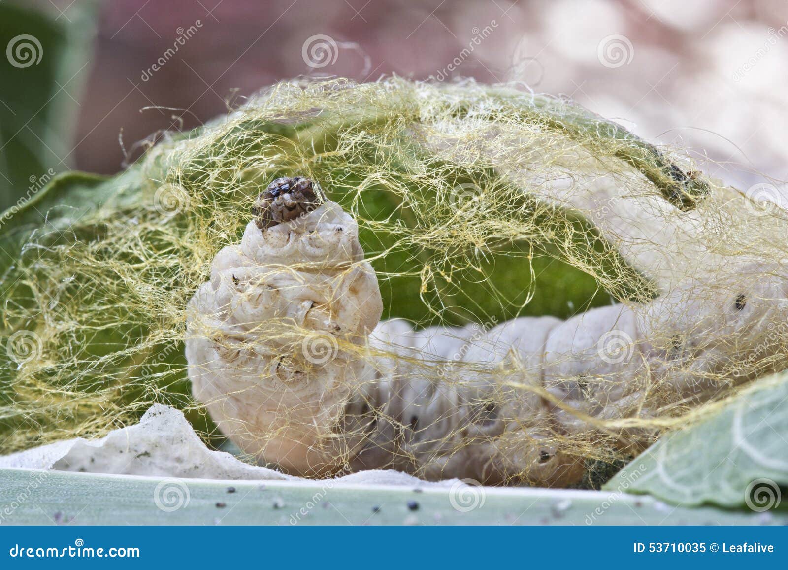 Silkworm Make Cocoon on Green Mulberry Leaf Stock Image - Image of ...