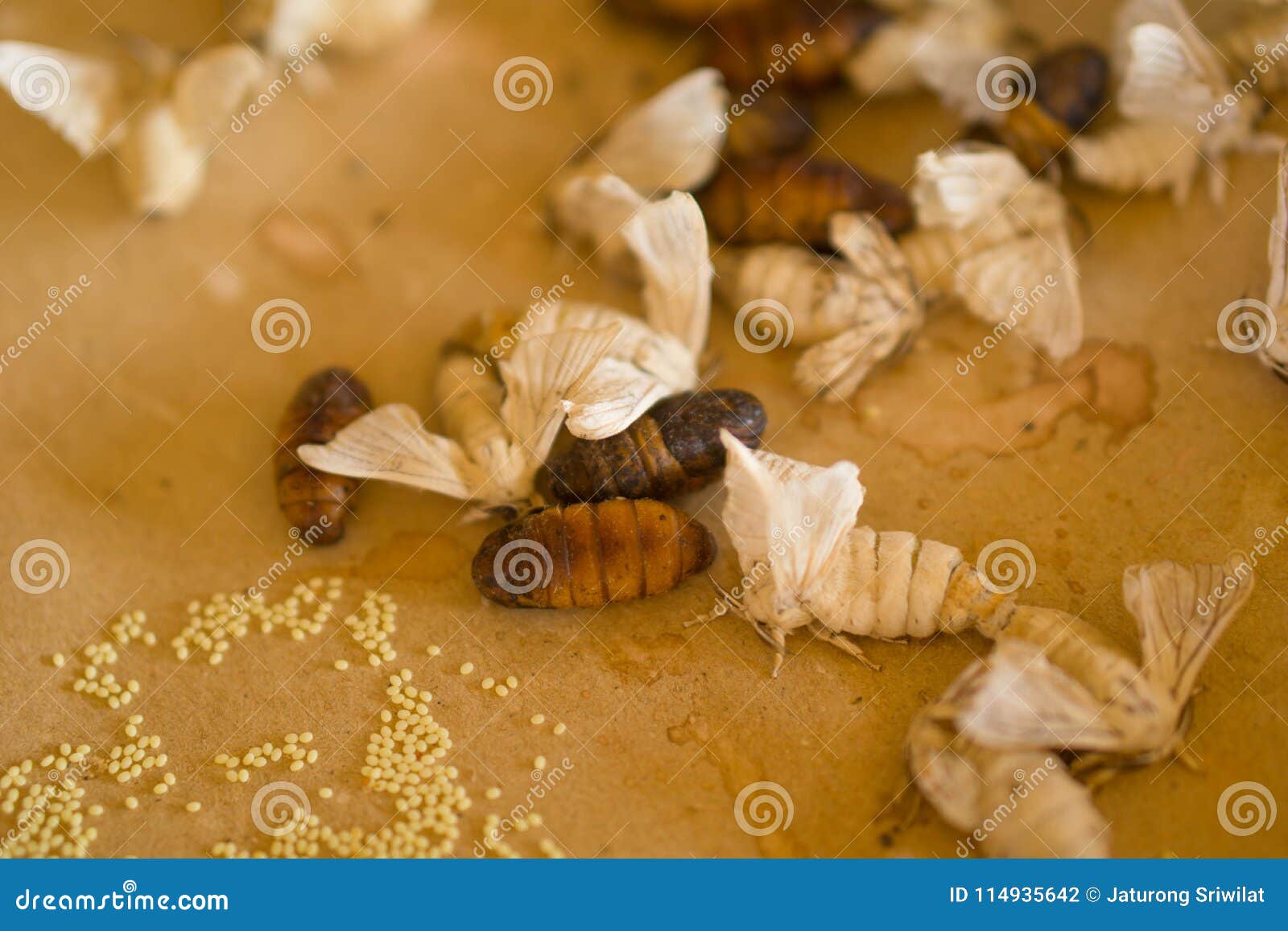 The Silkworm Moth is Breeding. Stock Photo - Image of culture, silkworm ...