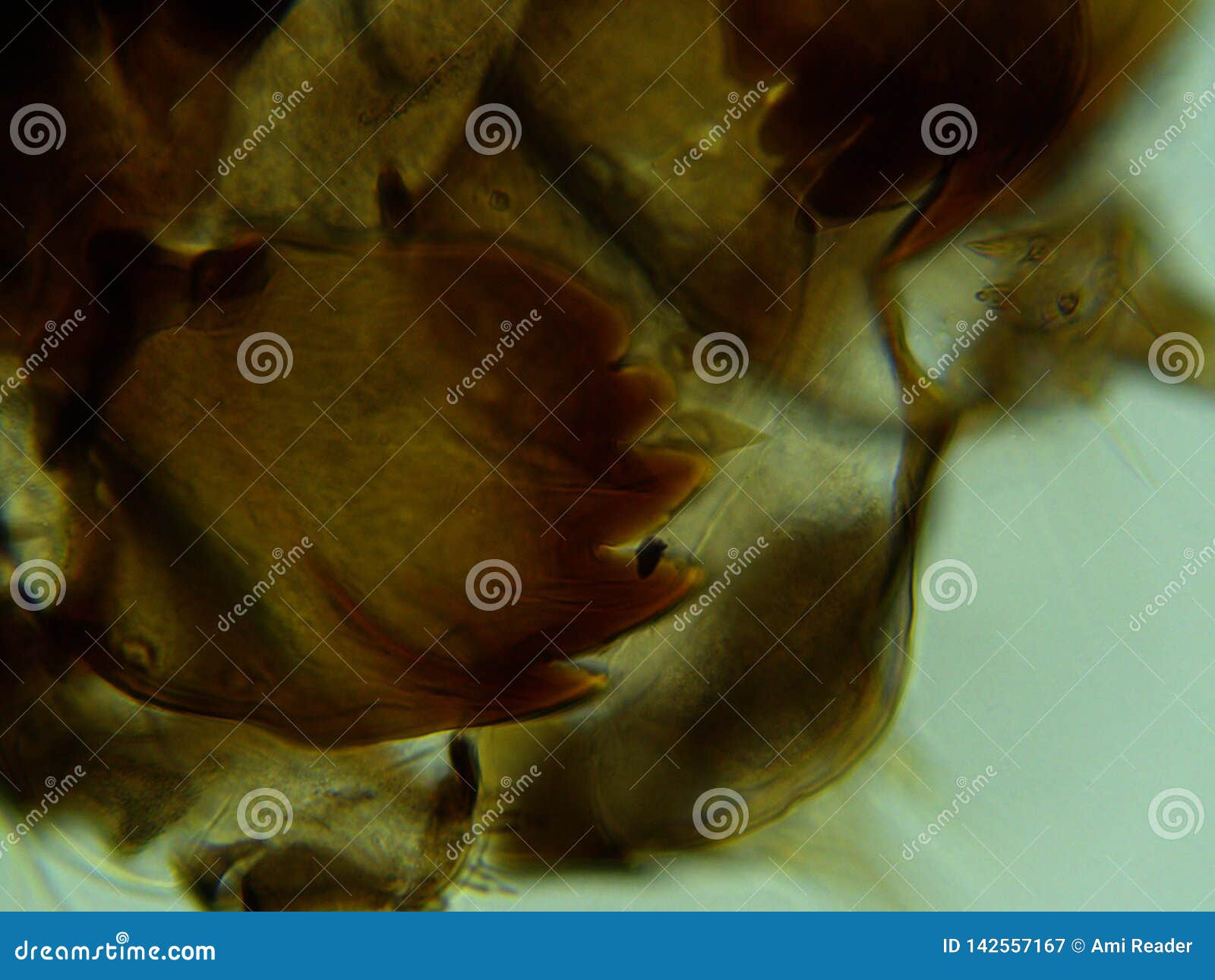 Silkworm Moth Larvae 400x Mouth Stock Image - Image of cell, broad ...