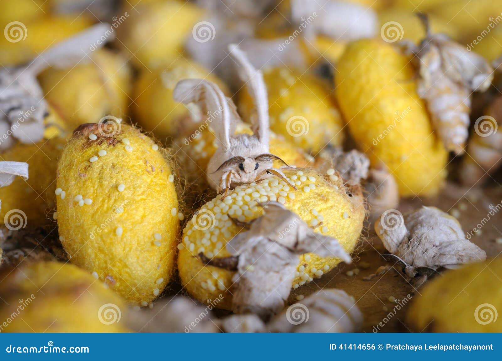 Silkworm In Yellow Cocoon, , Life Cycle Of Silkworm. Stock Image ...
