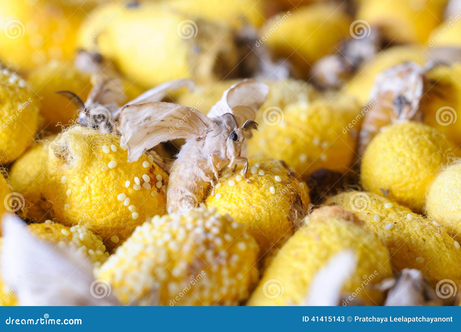 Silkworm Moth Newly Emerged from Yellow Cocoon Stock Image - Image of ...