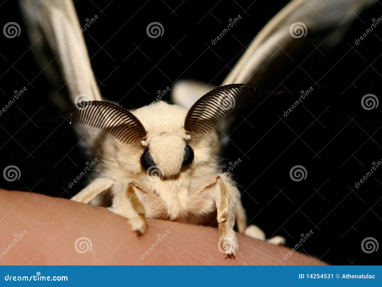 Silkworm Moth