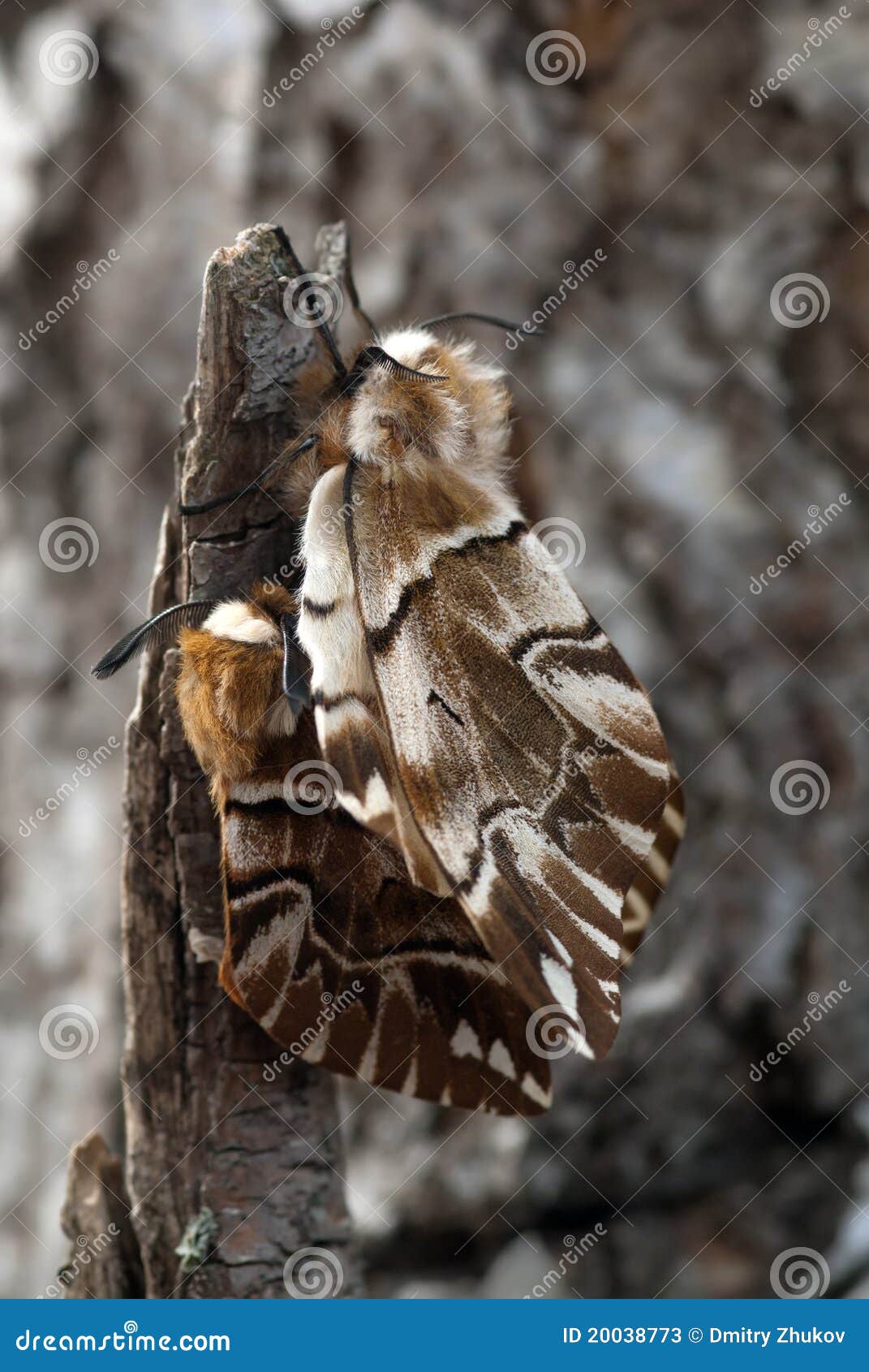 The silkworm moths stock image. Image of tree, outdoor - 20038773