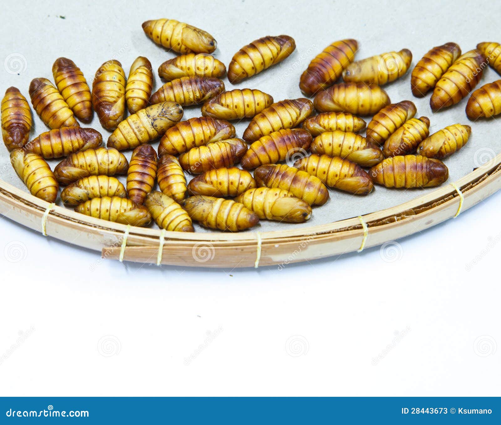 Silkworm pupa stock image. Image of cutout, horizontal - 28443673