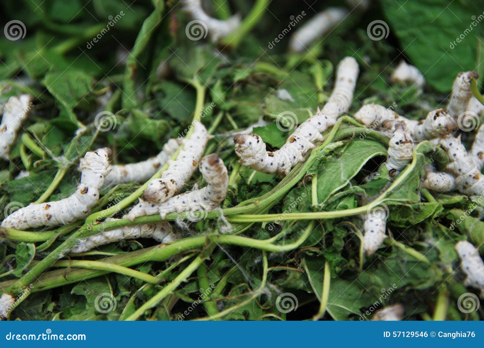 Silkworm Pupa, Silk Cocoons Stock Photo - Image of sericulture ...