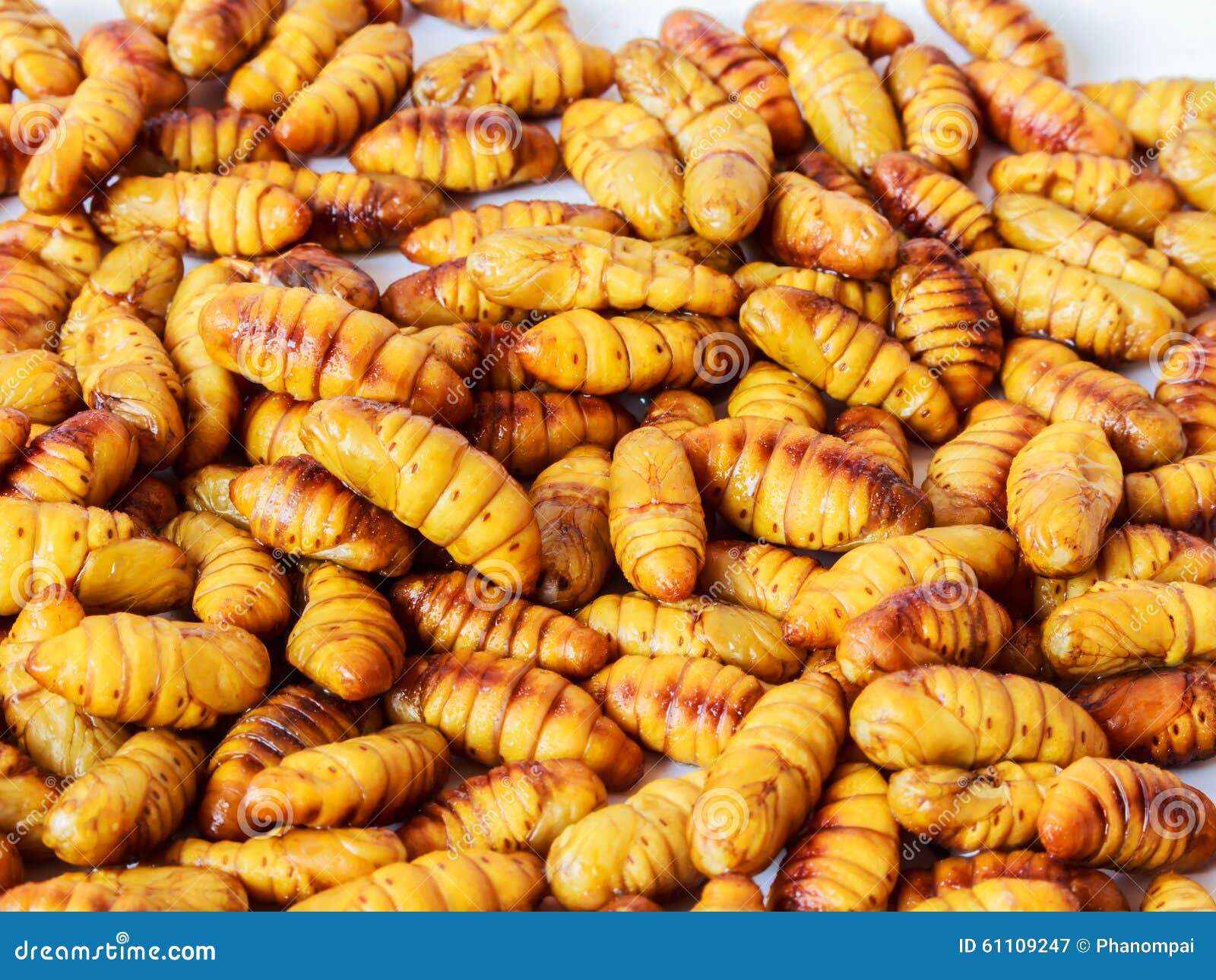 Silkworm Pupae