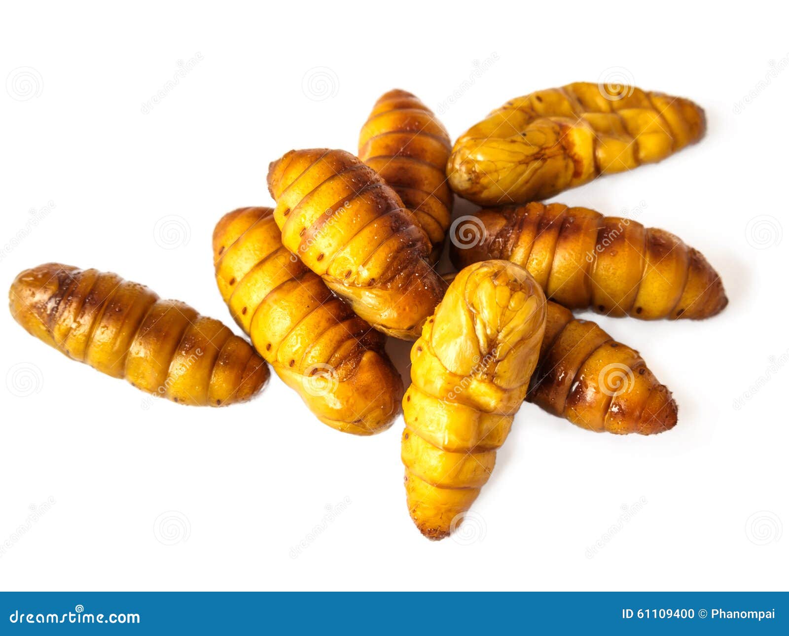Silkworm Pupae, Life Cycle Of Silkworm Fries. Royalty-Free Stock Photo ...