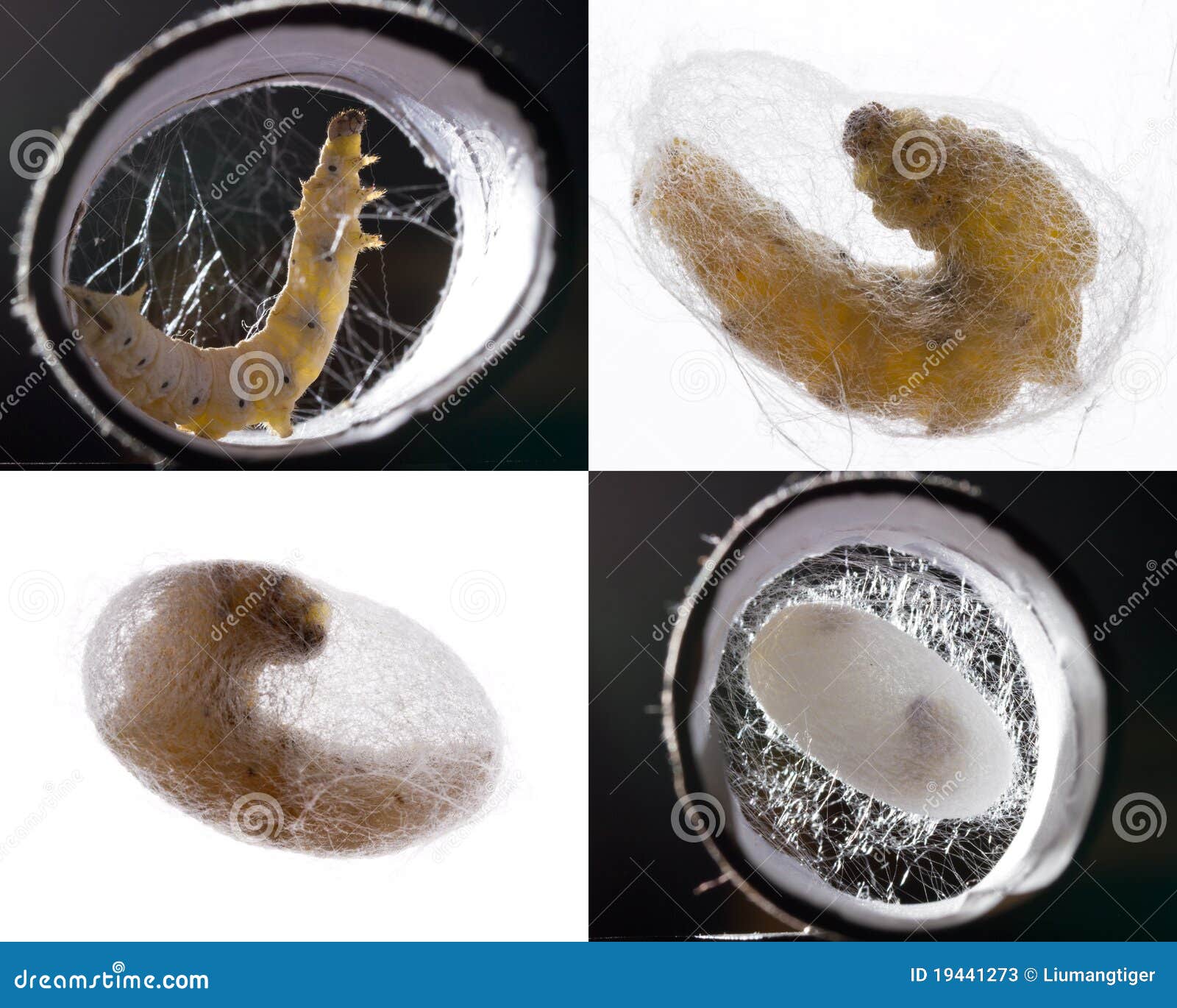 Silkworm pupation collage stock image. Image of pupate - 19441273