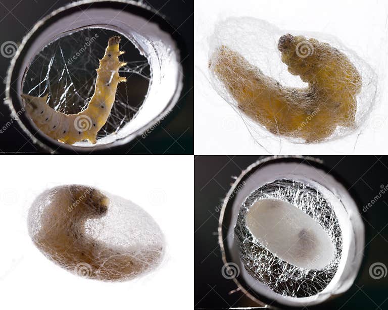 Silkworm pupation collage stock image. Image of pupate - 19441273