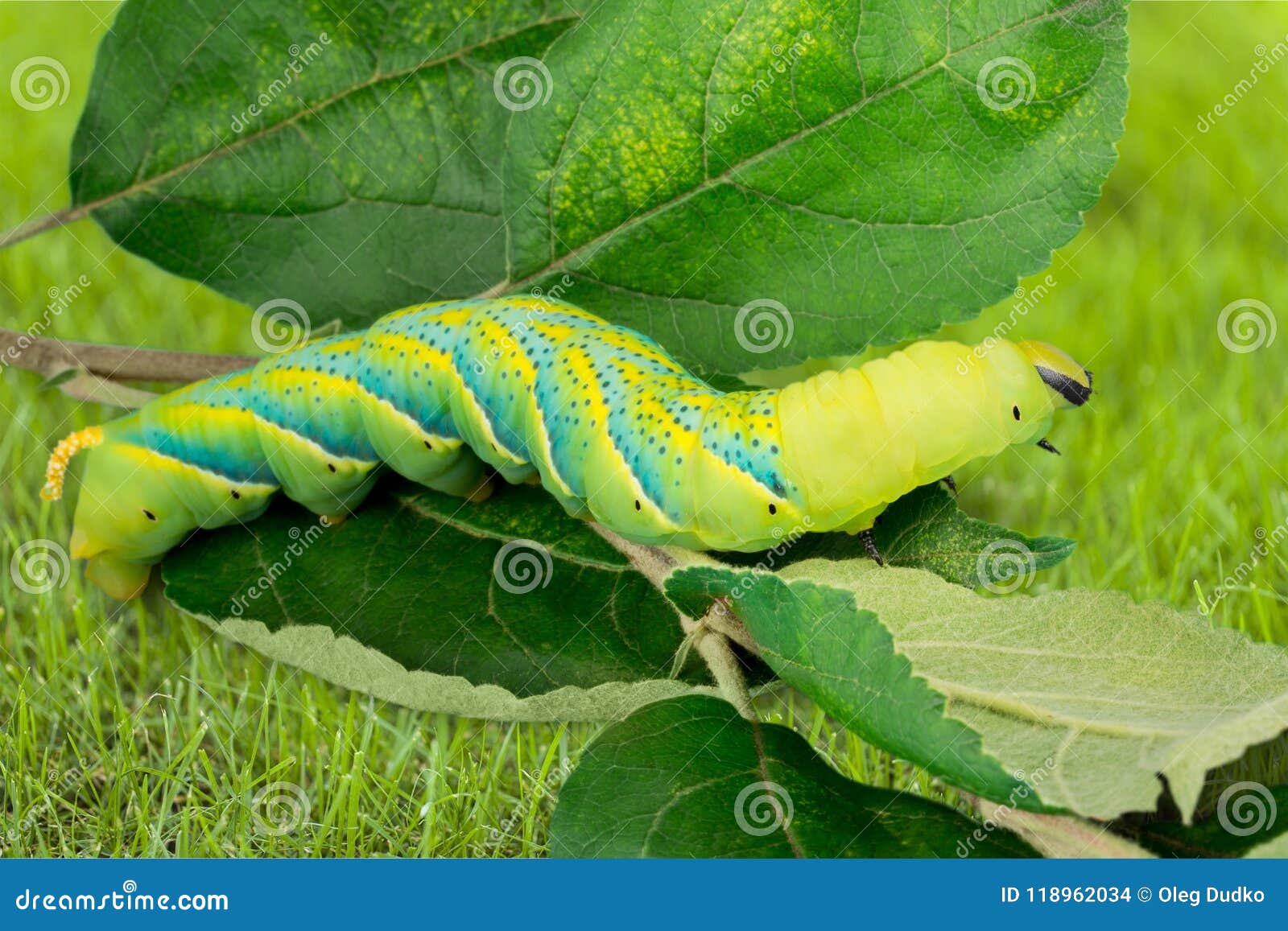Silkworm stock photo. Image of animal, insect, silk - 118962034