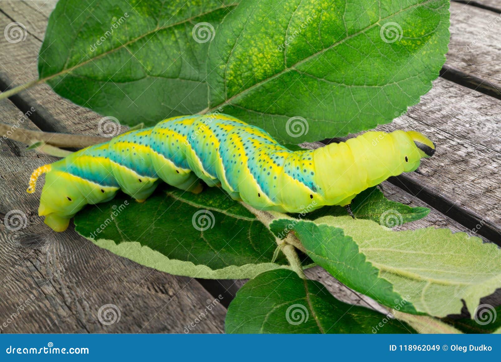 Silkworm stock image. Image of thread, silkworm, caterpillar - 118962049
