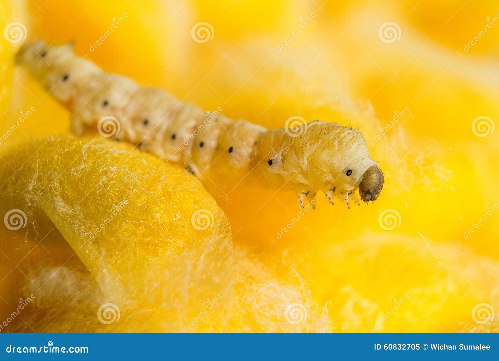 Silkworm Stock Photo - Image: 60832705