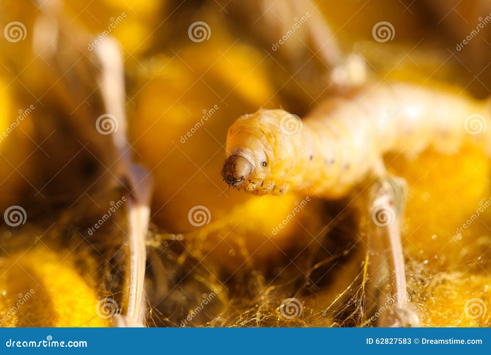 Silkworm Spin a Web for Cocoon Stock Image - Image of details, gold ...
