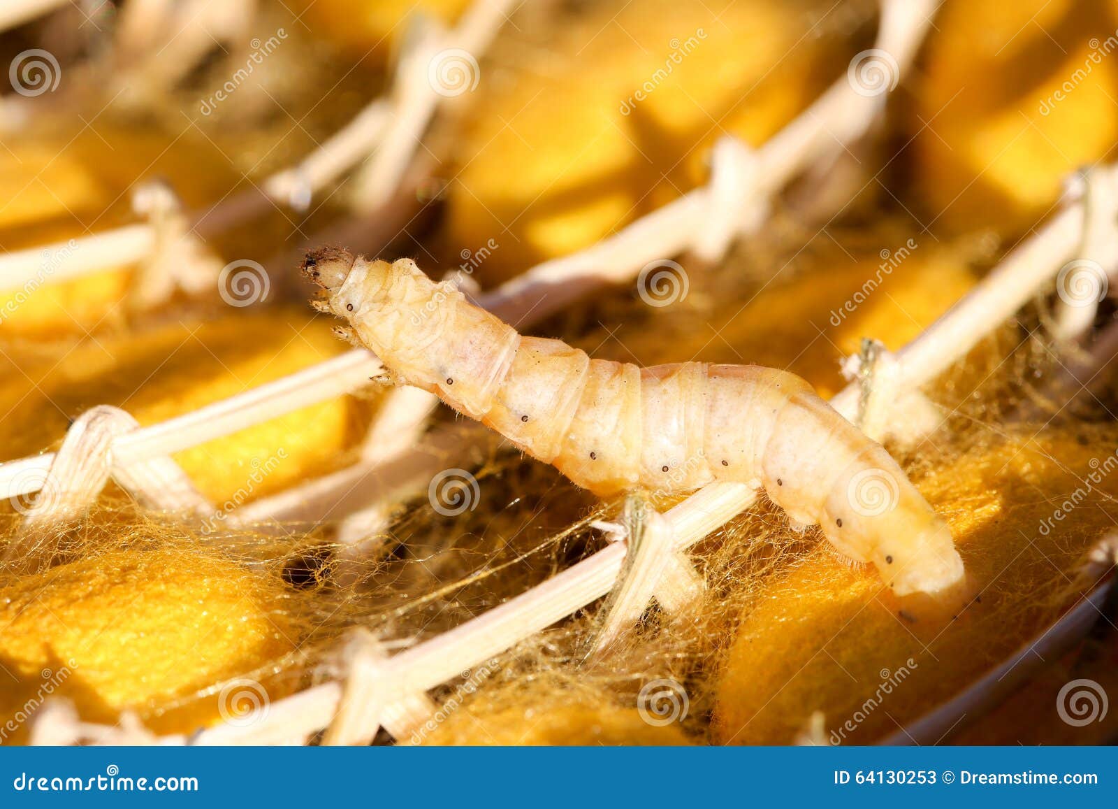 Silkworm in yellow cocoon, stock image. Image of natural - 64130253