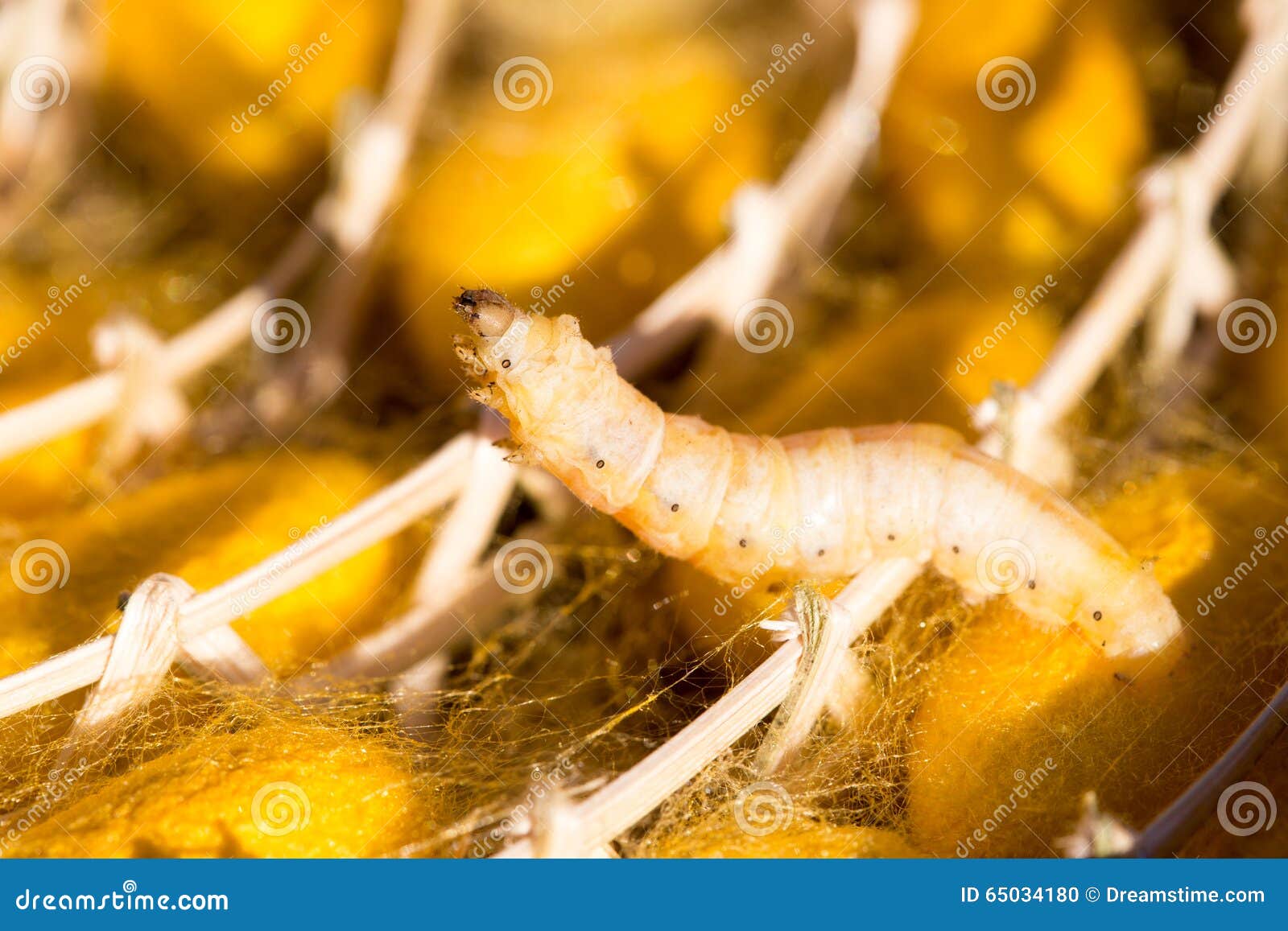 Silkworm In Yellow Cocoon, Life Cycle Of Silkworm. Stock Photo ...