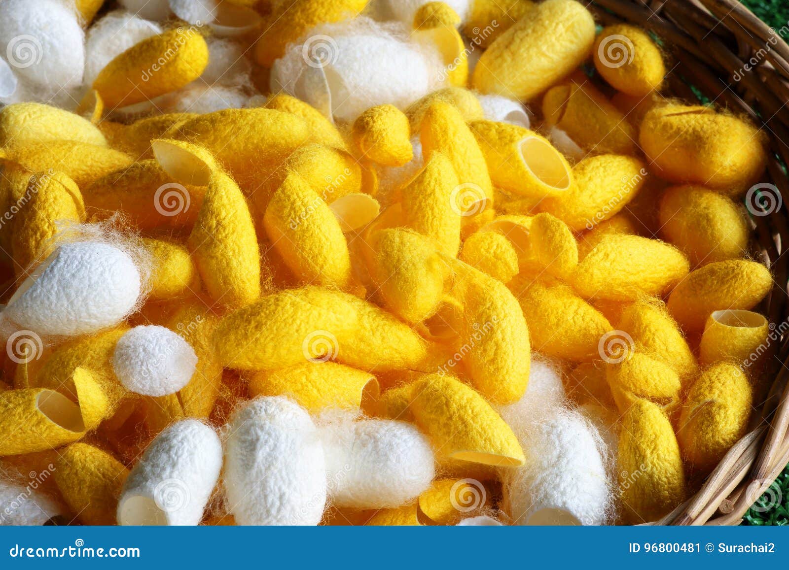 Silkworm In Yellow Cocoon, Life Cycle Of Silkworm. Stock Photo ...