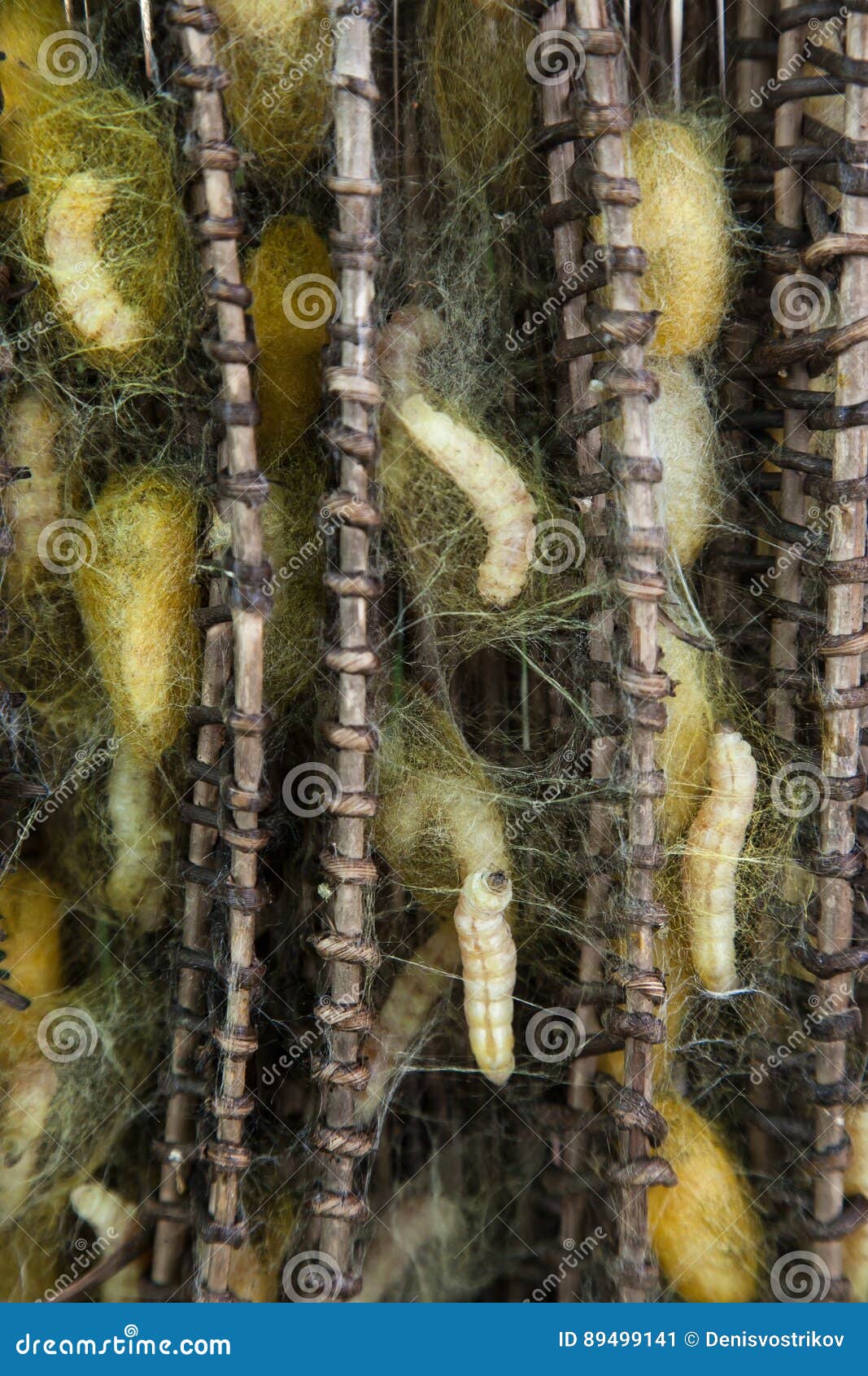 Silkworms stock image. Image of insect, culture, silkworm - 89499141