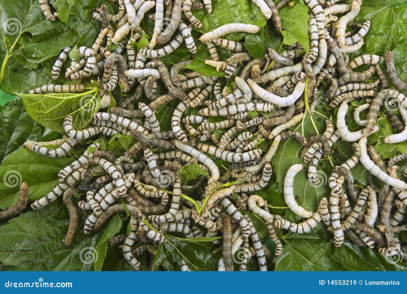 Silkworms Eating Mulberry Leaf Closeup Stock Image - Image of fibre ...
