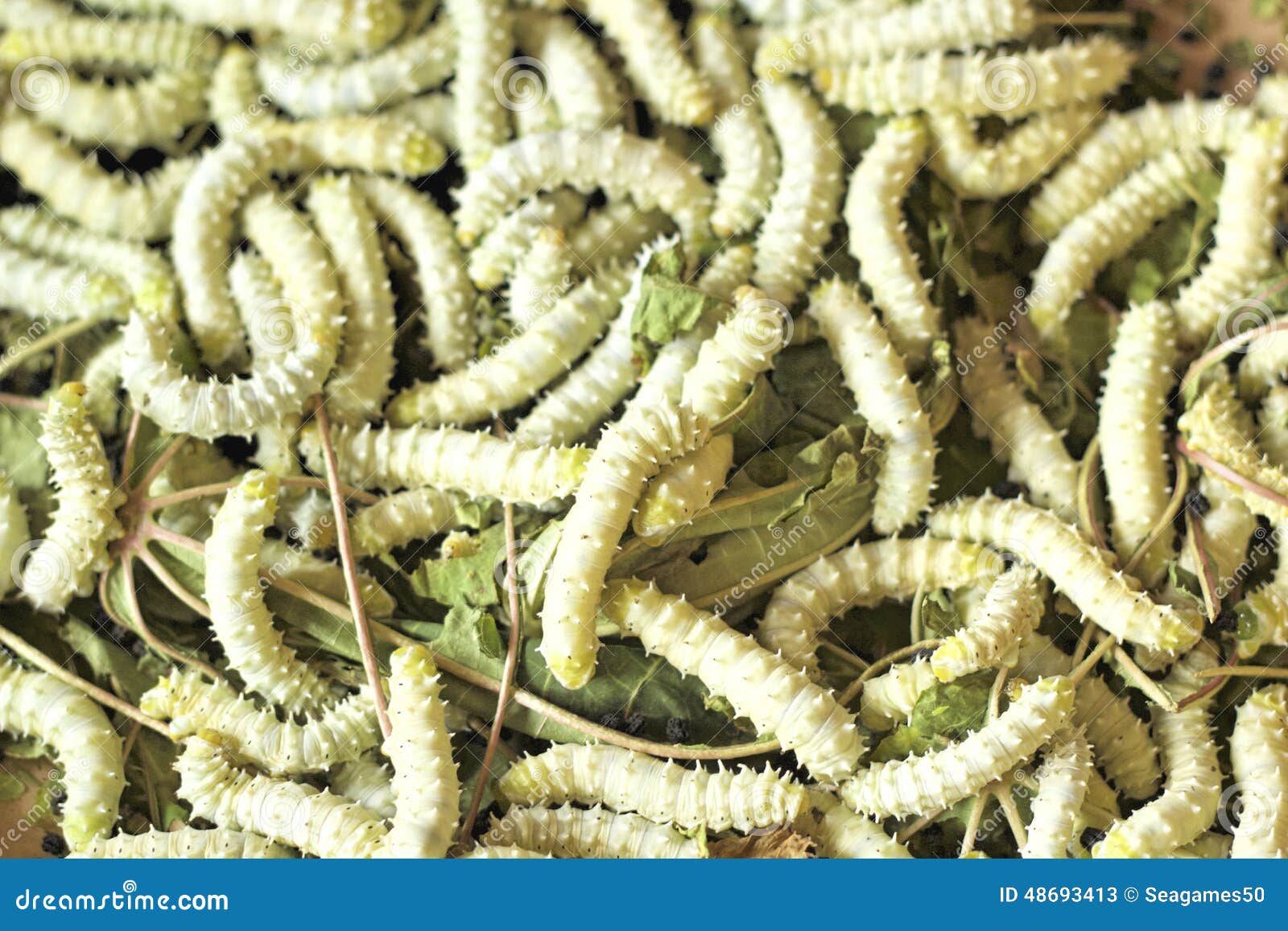 Silkworms In Nature Background. Stock Photo | CartoonDealer.com #301242840
