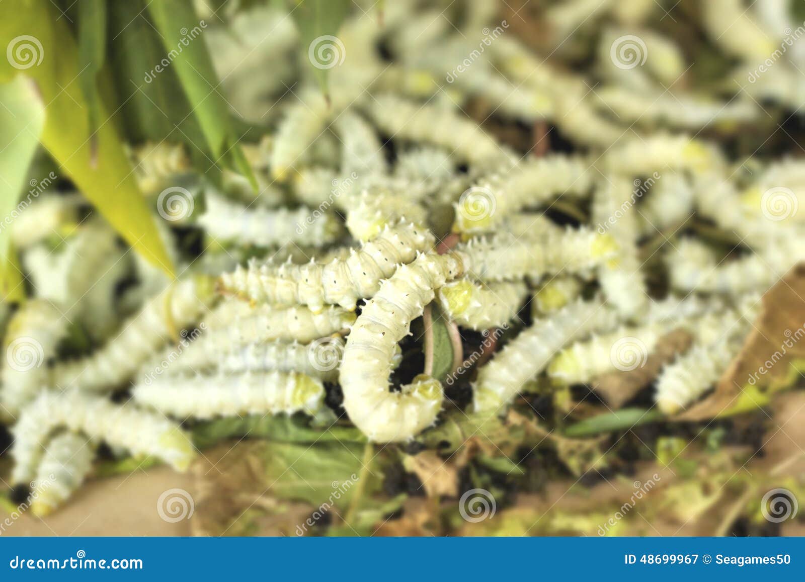 Silkworms with in the Nature Stock Image - Image of silkworm, spinning ...