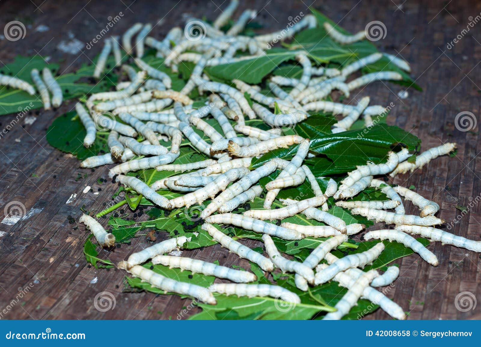 Silkworms Royalty-Free Stock Photo | CartoonDealer.com #5613099