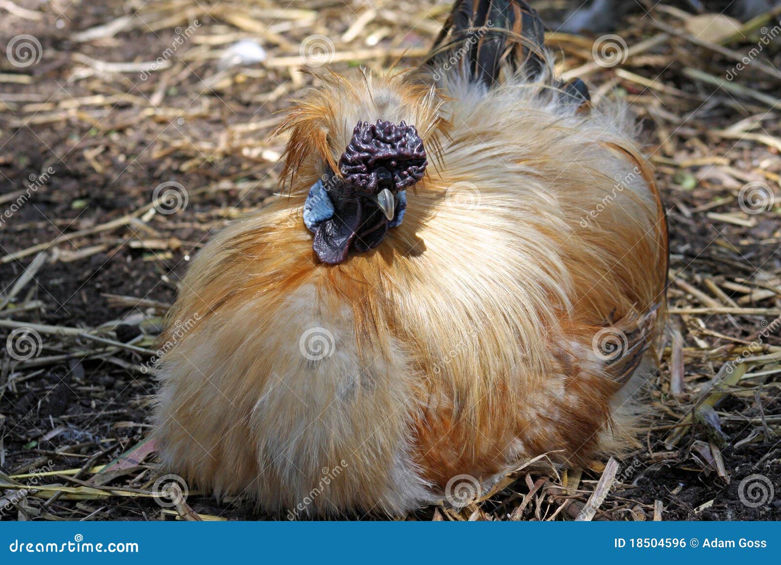Silky Bantam rooster stock photo. Image of laying, bantam - 18504596