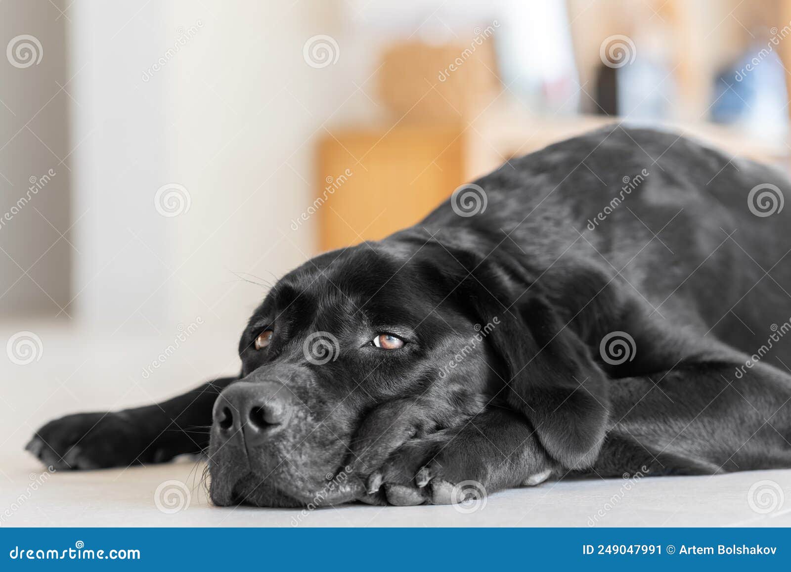 Silky Black Young Reclining Labrador on the Floor in Interior Stock ...