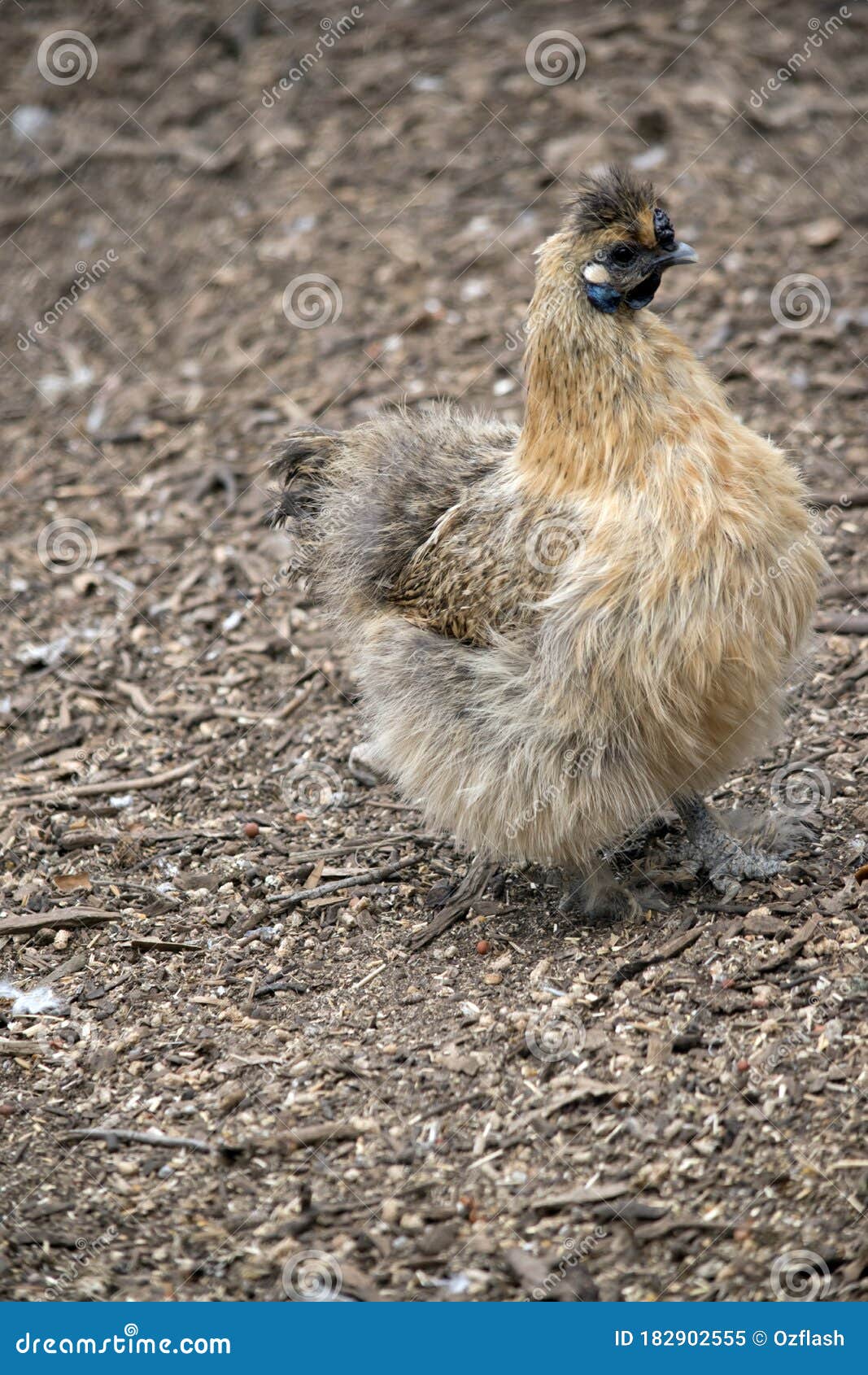 This is a Silky Chicken with a Black Wattle and Comb Stock Image ...