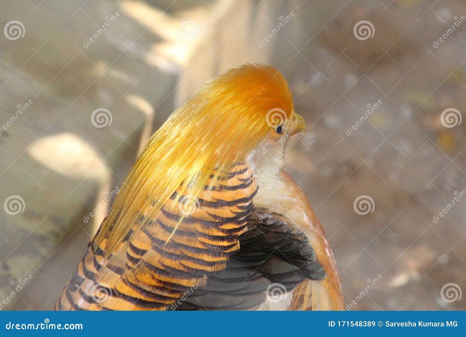 A Silky Combed Bird is Having a Look at Another Bird. a Very Beautiful ...