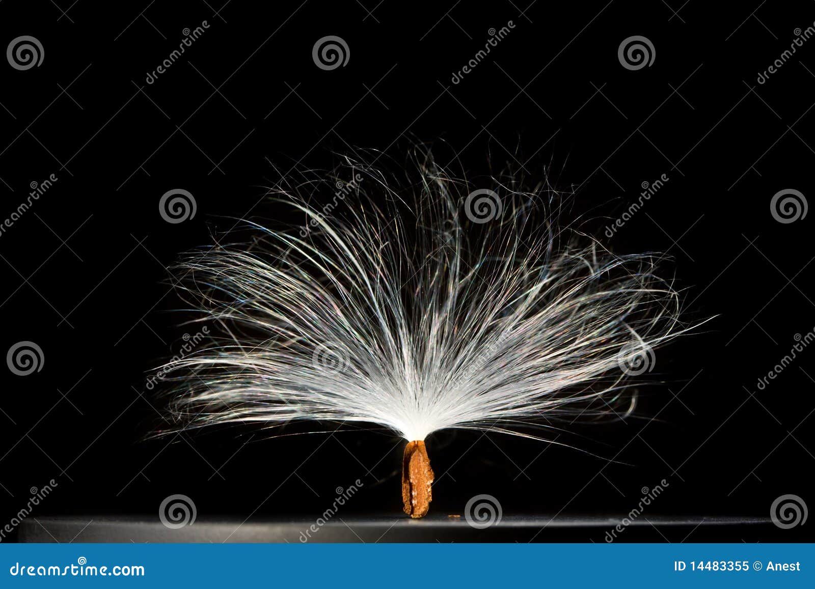 Silky fluff seed stock image. Image of seed, close, closeup - 14483355