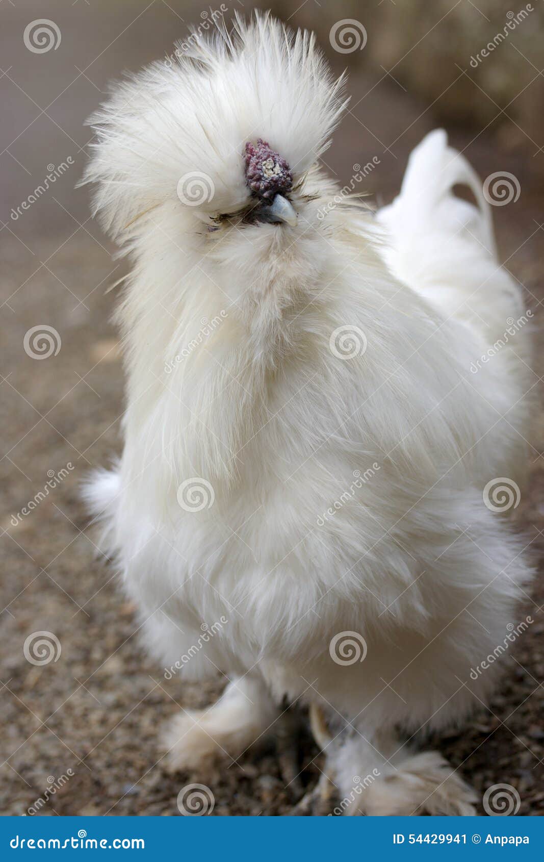 Silky Fowl stock image. Image of outdoor, fowl, feathers - 54429941