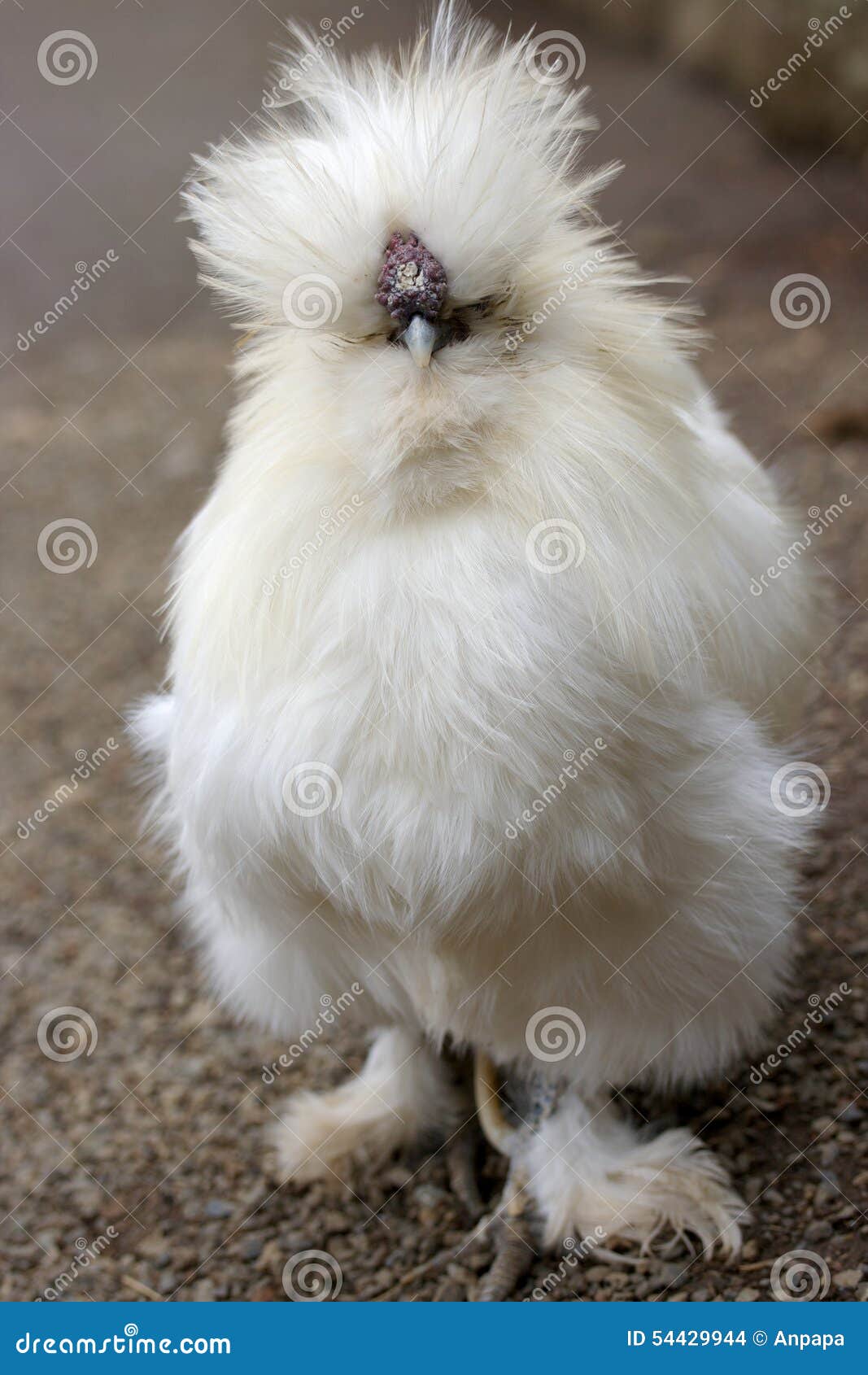 Silky Fowl stock photo. Image of bird, silky, outdoor - 54429944