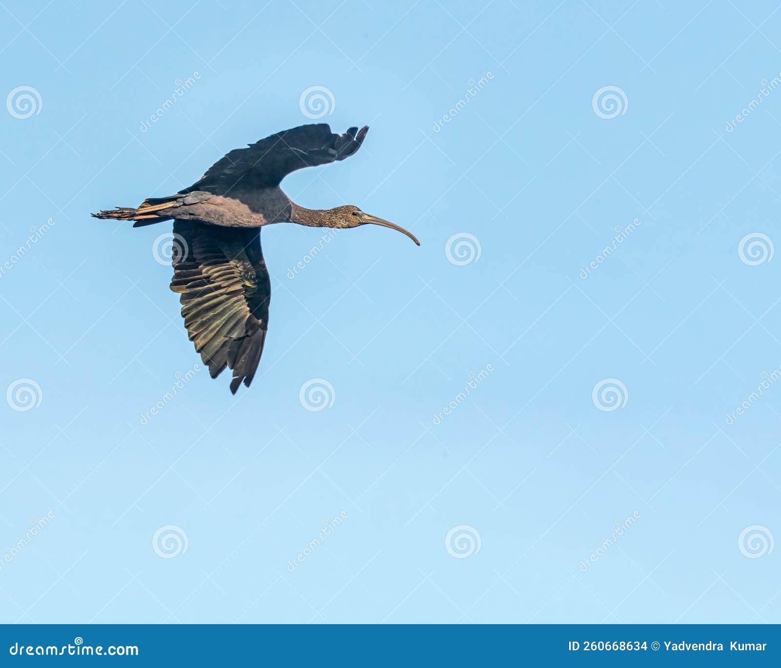 A Silky Ibis in flight stock photo. Image of ibis, seeker - 260668634